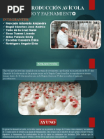 Proceso de Faenamiento Del Pollo | PDF | Aves | Medicina