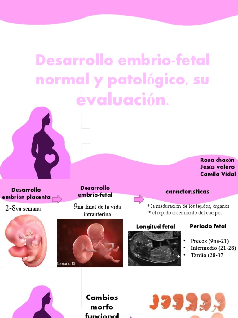 Desarrollo Fetal | PDF | El embarazo | Medicina