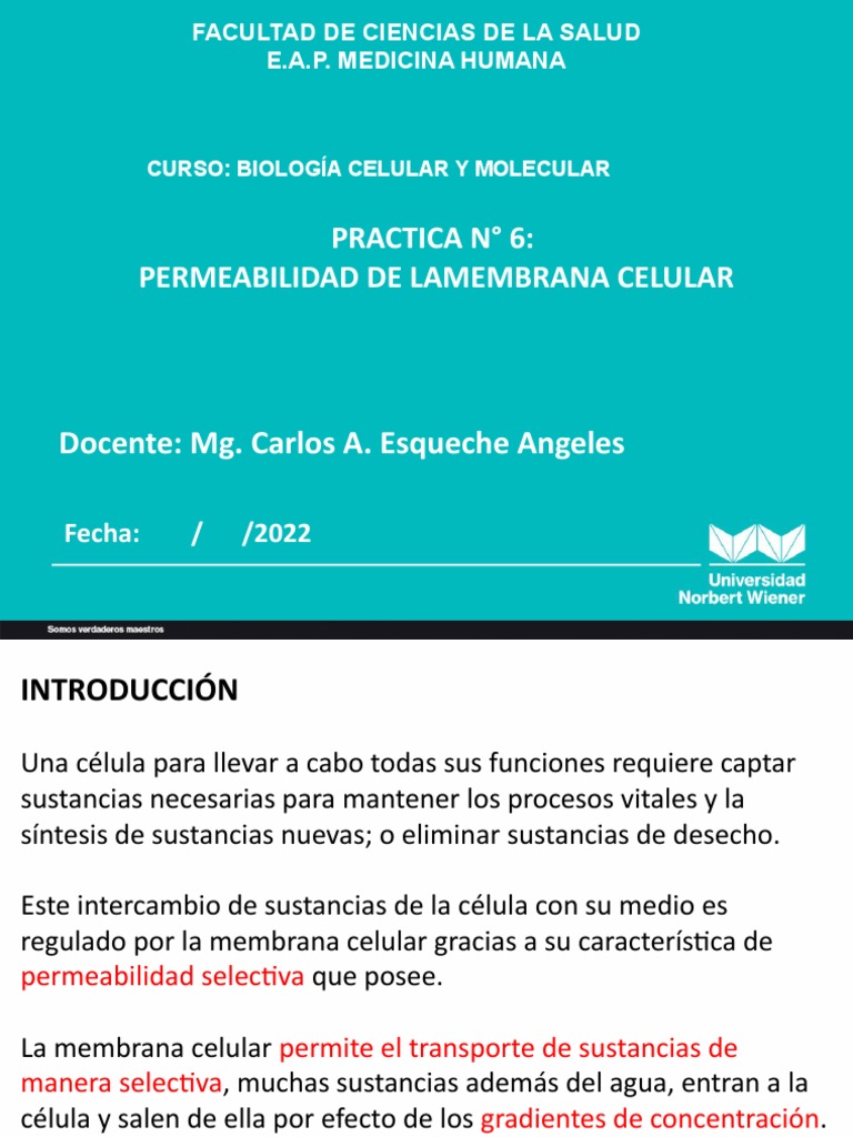 Practica N°6 - Permeabilidad de La Membrana Celular | PDF | Membrana celular | Ósmosis