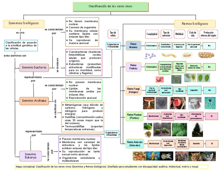 Mapa Conceptual - Clasificación de Los Seres Vivos | PDF | Eucariotas ...