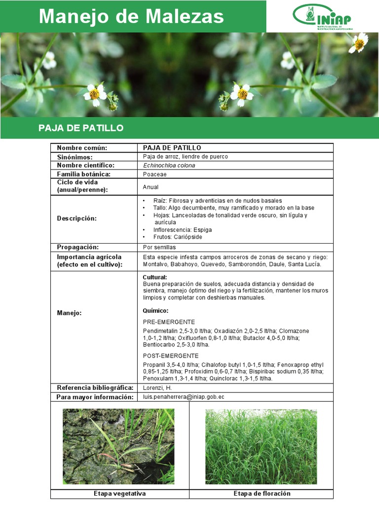 Patillo | PDF