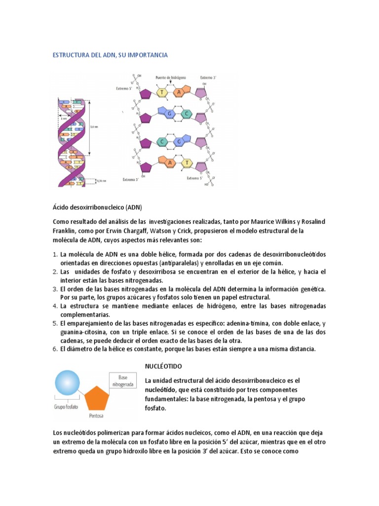 ESTRUCTURA Y FUNCIONES DEL ADN | PDF | Adn | Cromatina