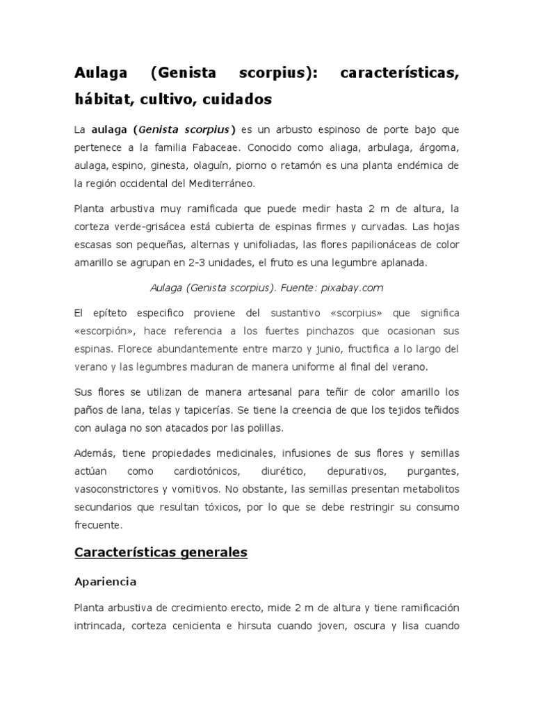 Aulaga: Cultivo y Cuidados Esenciales | PDF | Botánica | Plantas