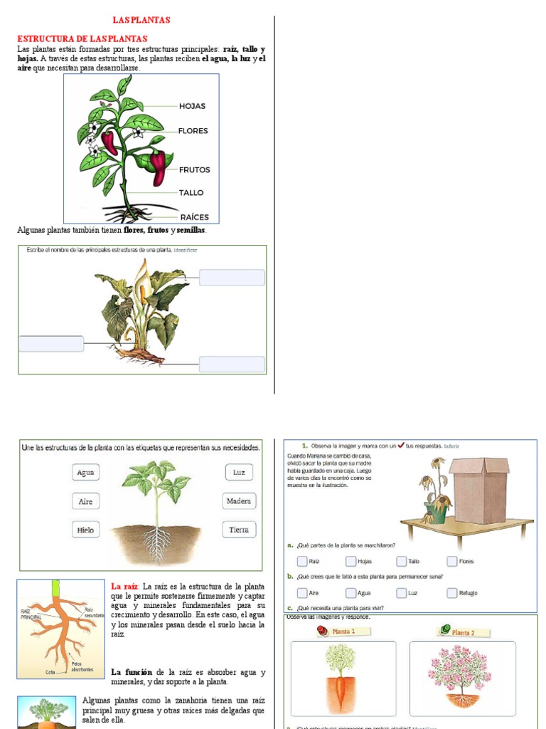 3° LAS PLANTAS - guia cuaderno | PDF | Plantas | Raíz