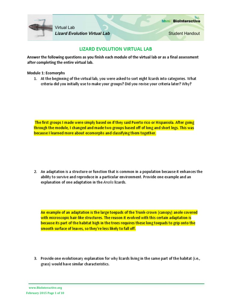 Evolution in Action: An Analysis of Lizard Ecomorph Evolution Through a ...