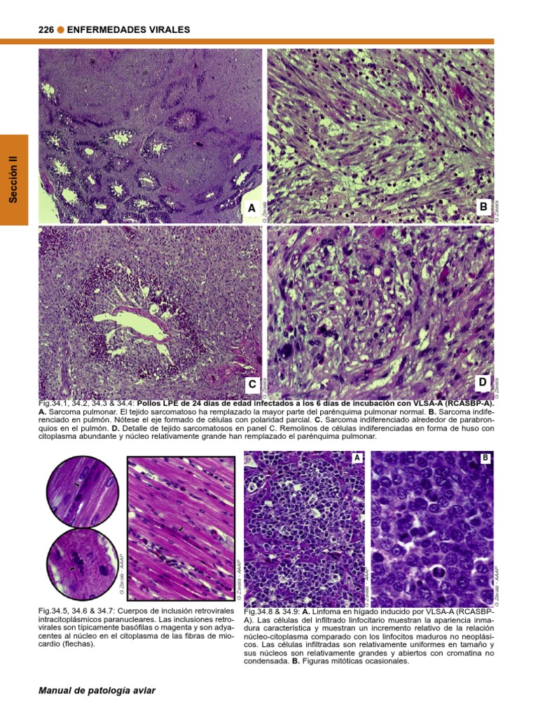 Leucosis aviar | PDF