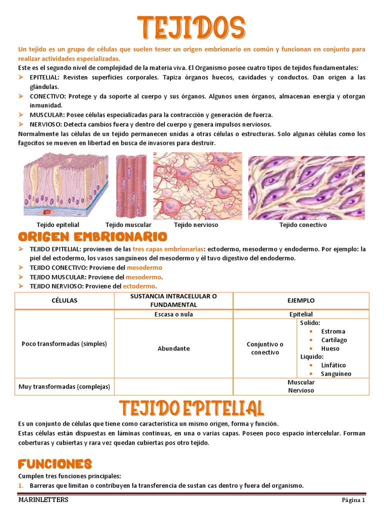 Tipos y Funciones de Tejidos Humanos | PDF | Ciencia y matemáticas