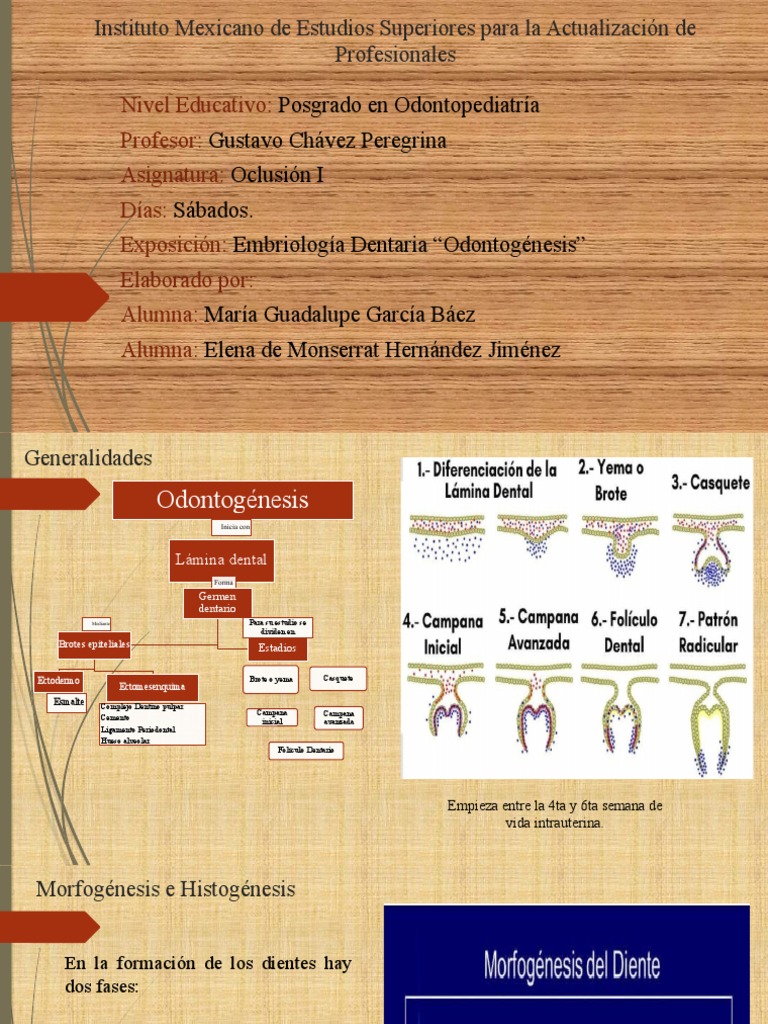 Odontogénesis Exposición Lupita y Monse | PDF | Diente | Esmalte de dientes