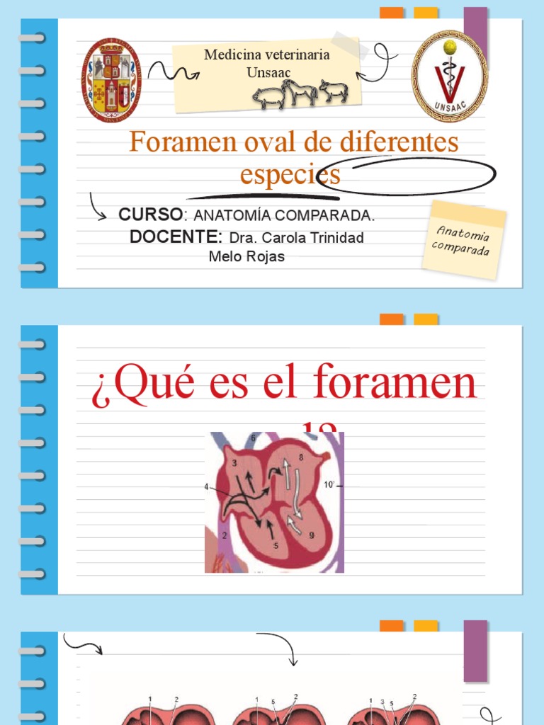 Foramen Oval en Anatomía Comparada | PDF