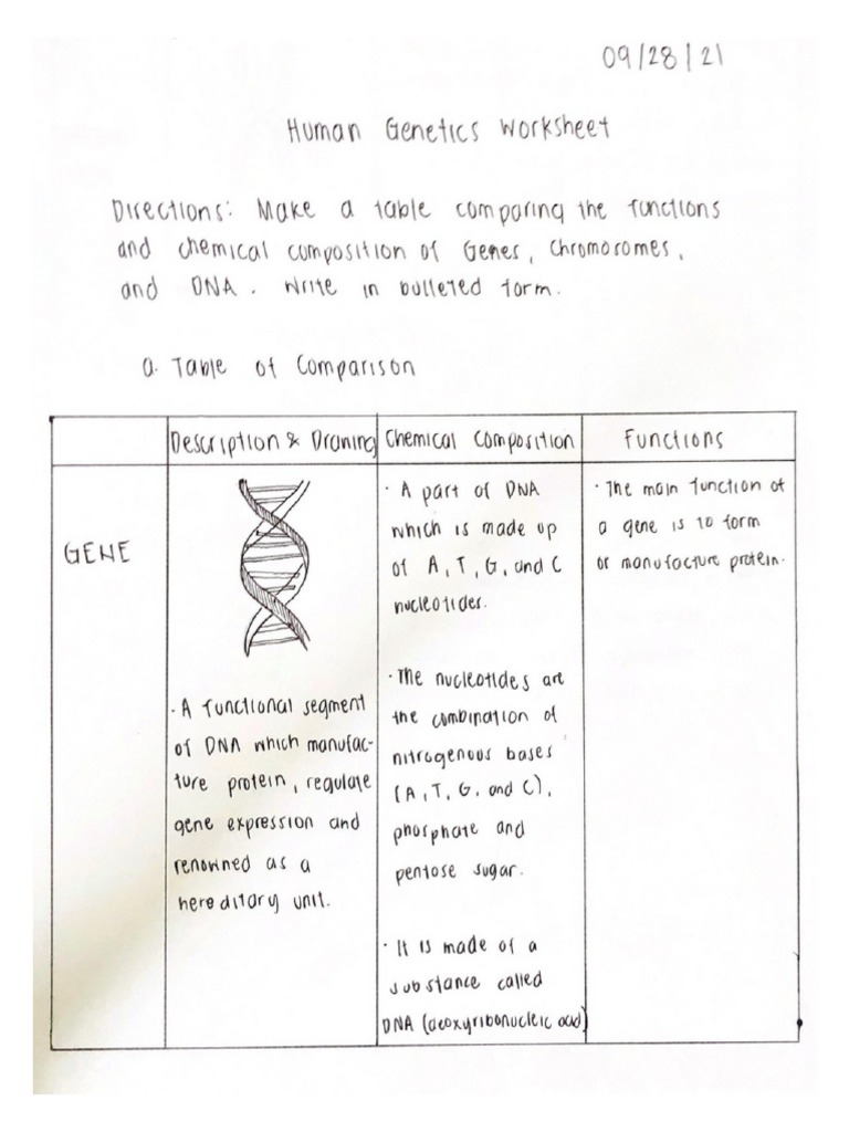 Human Genetics Worksheet | PDF