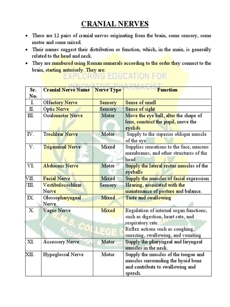 The 12 Pairs of Cranial Nerves: A Concise Overview of Their Names ...