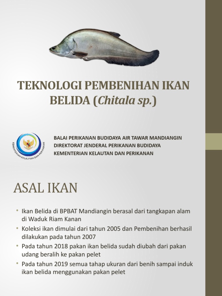 TEKNOLOGI PEMBENIHAN IKAN BELIDA (Chitala SP) | PDF