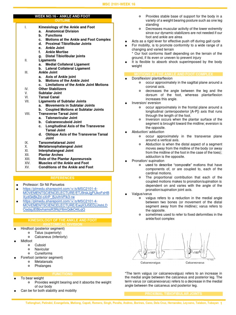 MovSciLec MSC 2101 Week16 | PDF | Foot | Ankle