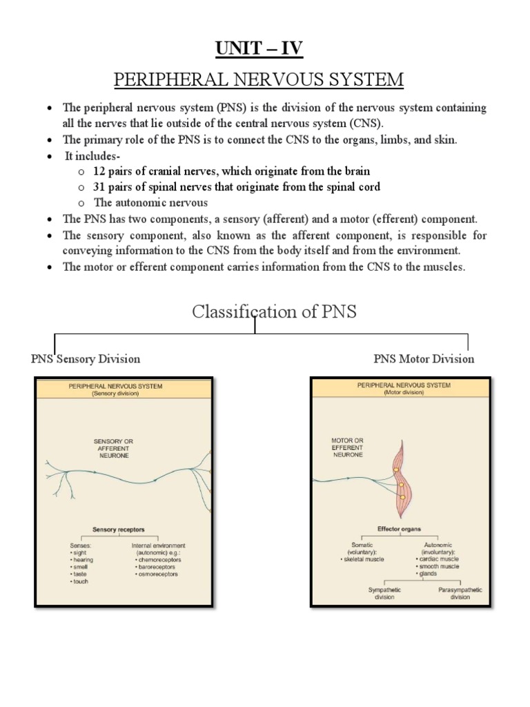PNS Structure and Functions | PDF | Autonomic Nervous System | Central ...