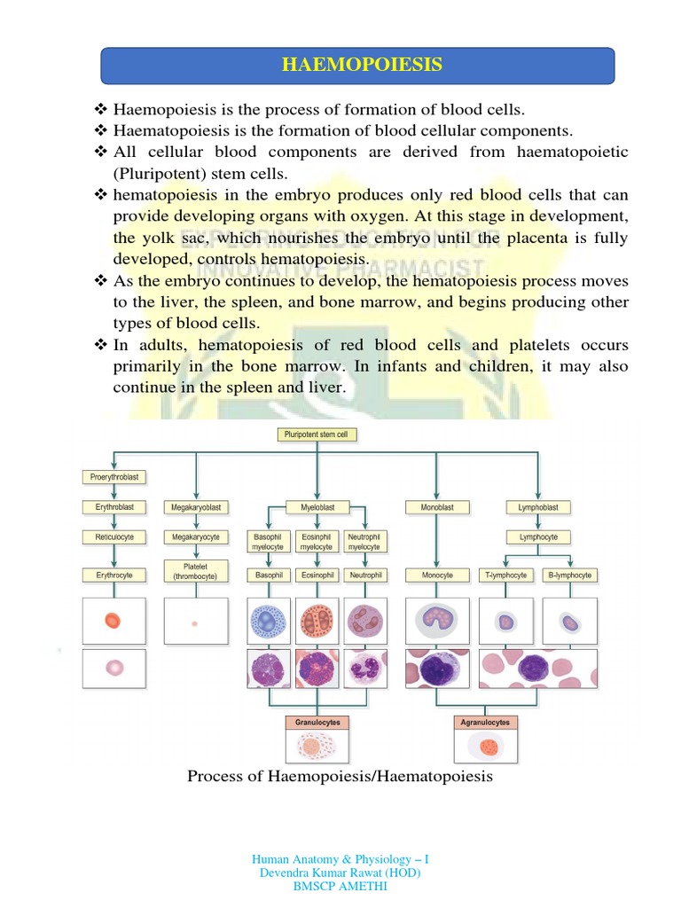 Haematopoiesis | PDF