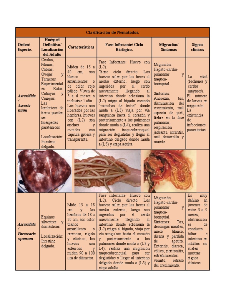 Clasificación de Nematodos | PDF | Diarrea | Enfermedades y trastornos