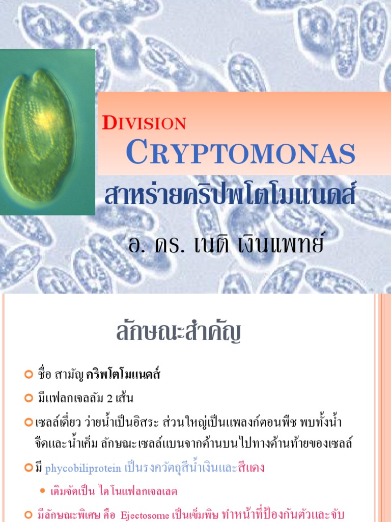 Division Cryptophyta, Neti | PDF