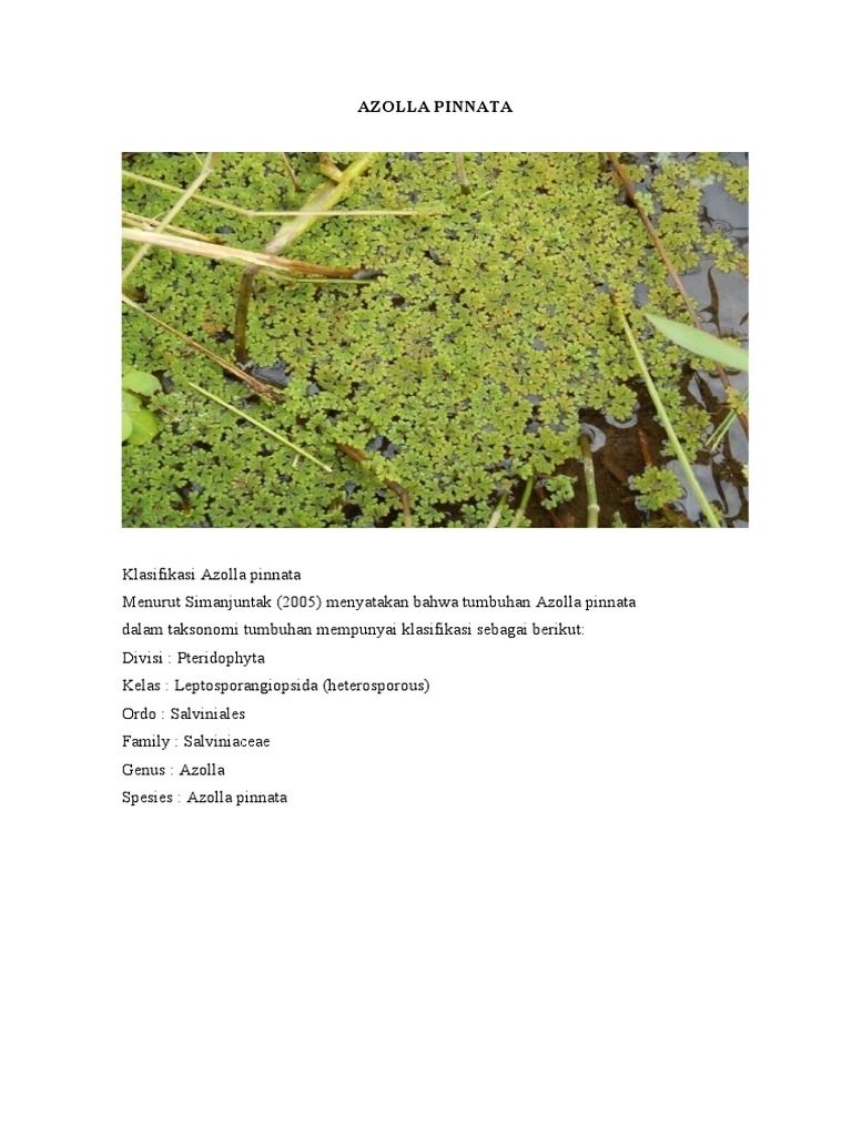 Azolla Pinnata | PDF