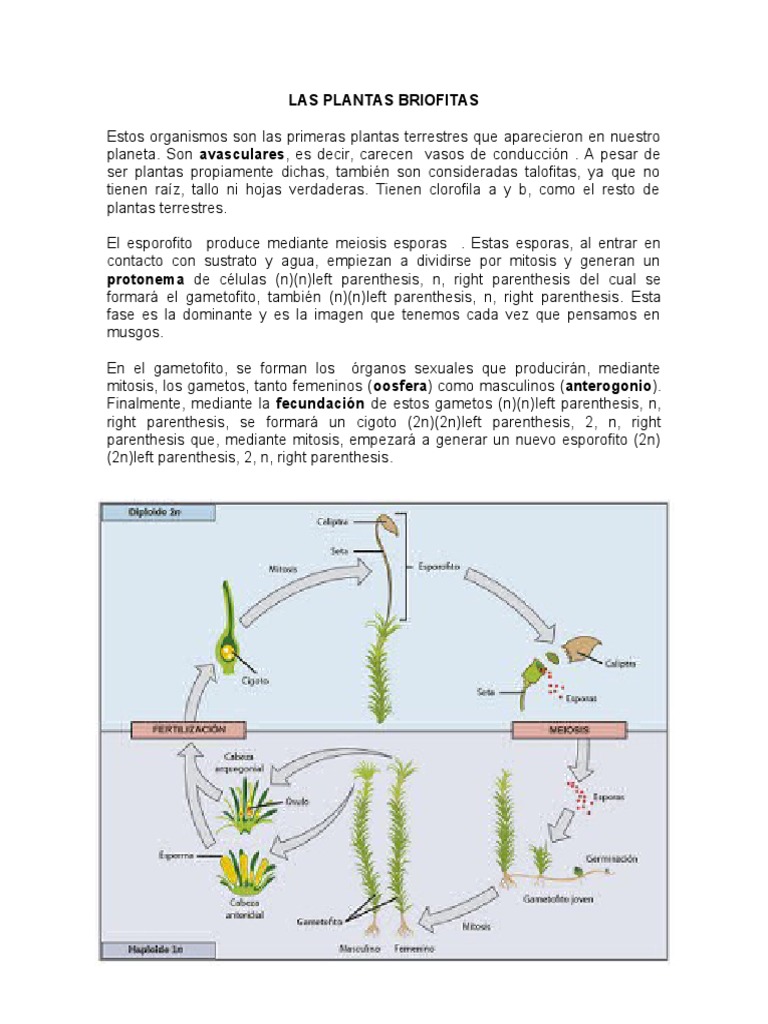 Ciclo De Vida De Las Briofitas