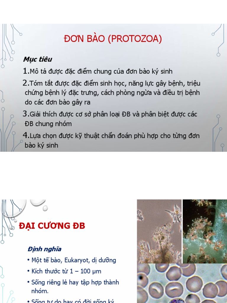 Don Bao 2020 | PDF