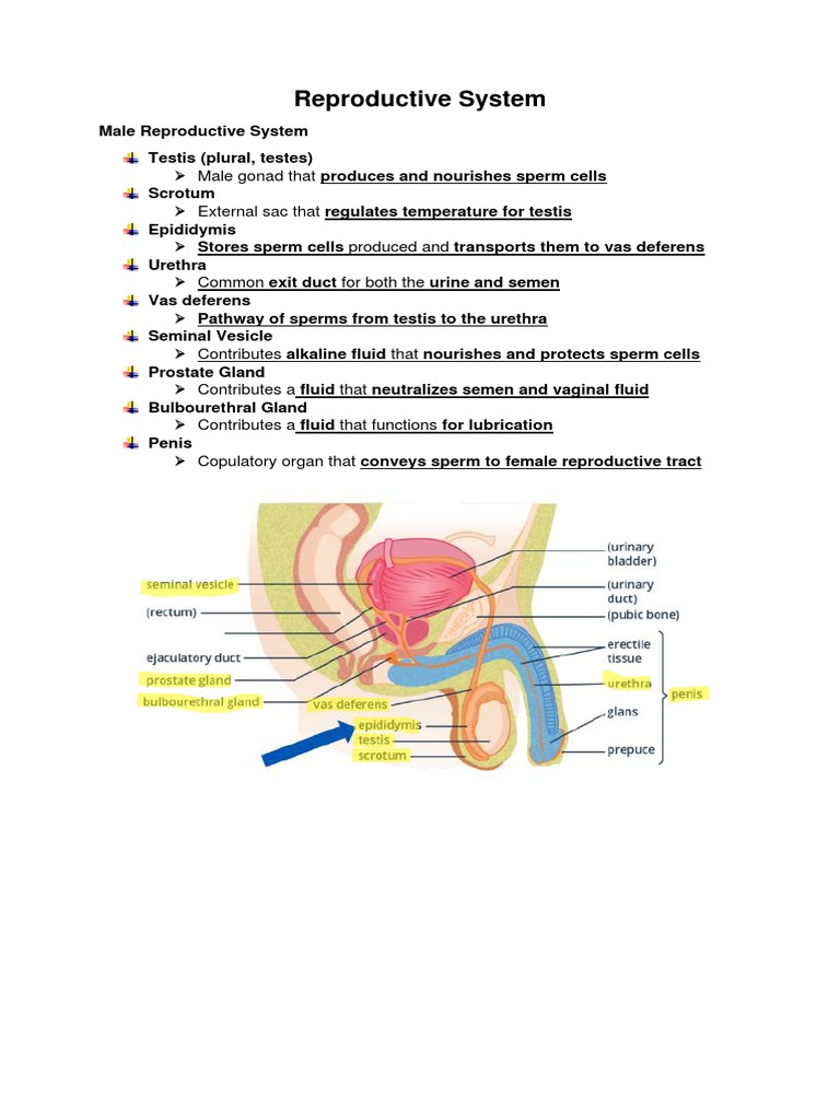 Skeletal System Moving Exam | PDF