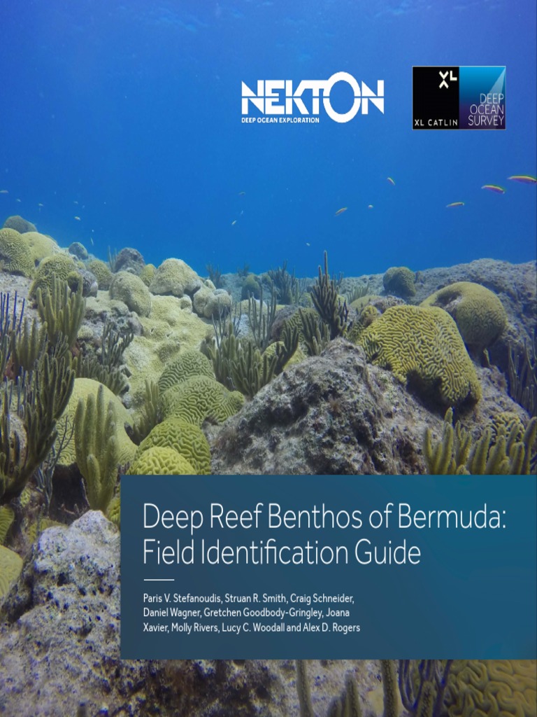 Deep Reef Benthos of Bermuda Field Identification Guide | PDF