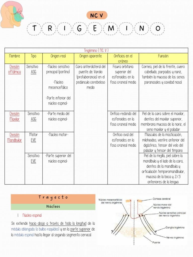 NC V - Trigemino | PDF | Neurociencia | Anatomía