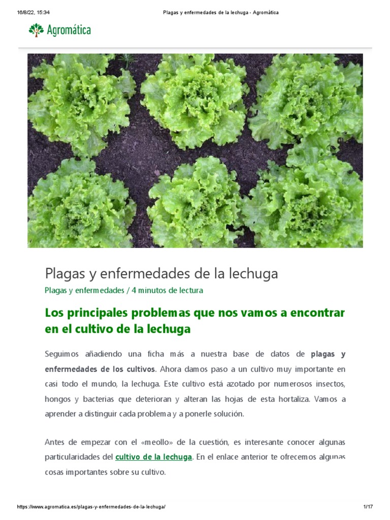 Plagas y enfermedades de la lechuga - Agromática | PDF | Lechuga ...