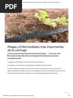 Plagas y Enfermedades de La Lechuga - Agromática | PDF | Lechuga ...