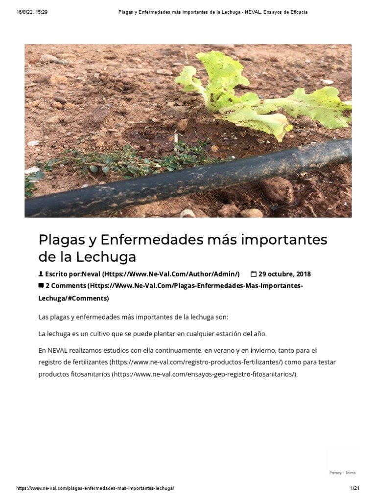 Plagas y Enfermedades Más Importantes de La Lechuga - NEVAL. Ensayos de ...