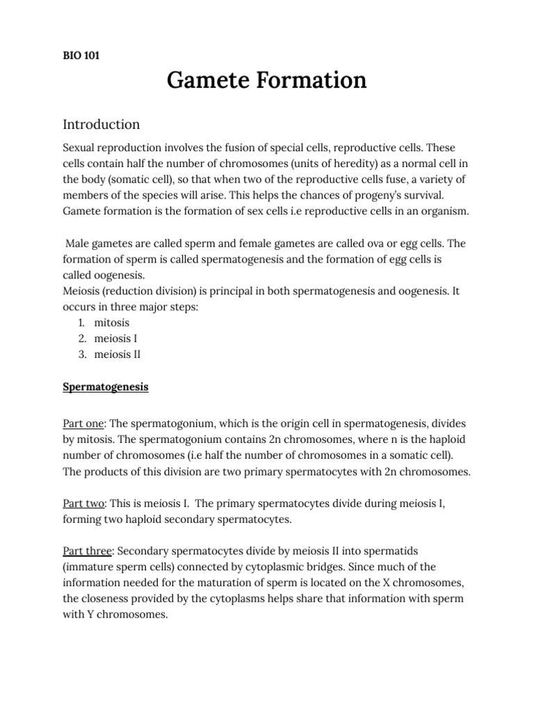 Gamete Formation BIO 101 | PDF | Meiosis | Sperm