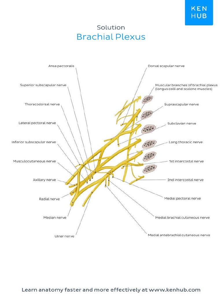 Worksheet Brachial Plexus Labeled | PDF