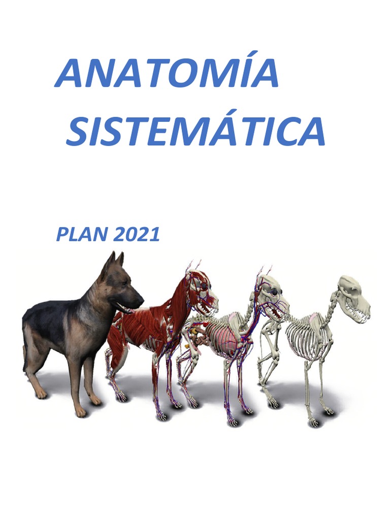 Anatomía 1 Descargar Gratis Pdf Articulación Vértebra