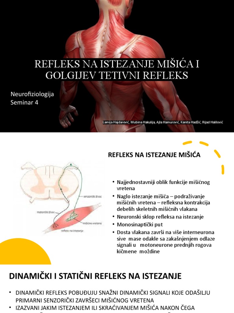 Refleks Na Istezanje Mišića I Golgijev Tetivni Refleks | PDF