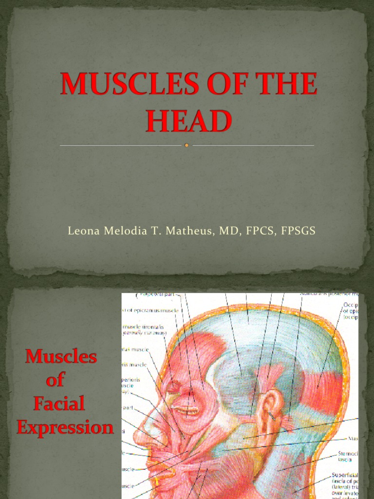 Muscles of the Head and Neck Anatomy | PDF | Larynx | Neck