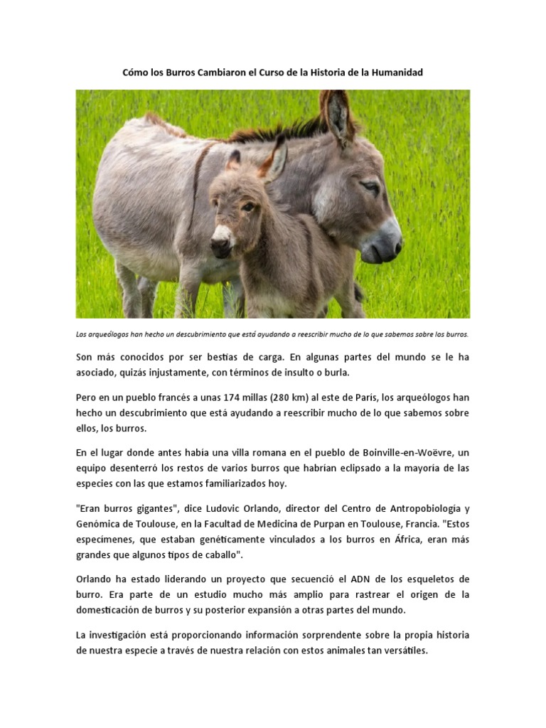 El Origen Del Burro | PDF | Burro | Domesticación