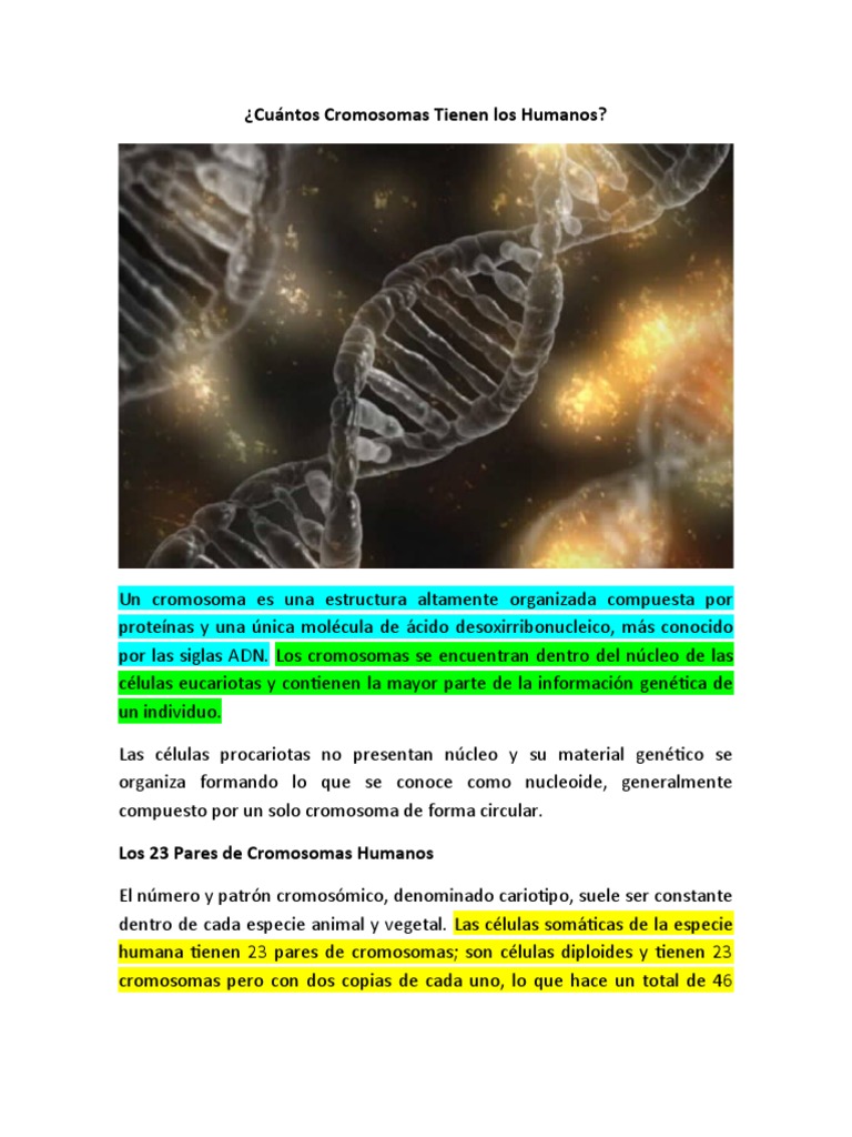 Los Cromosomas Humanos | PDF | Cromosoma | Cariotipo