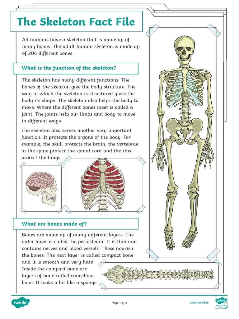 Roi SC 284 The Skeleton Fact File Ver 2 | PDF Roi SC 284 The Skeleton Fact File Ver 2 | PDF