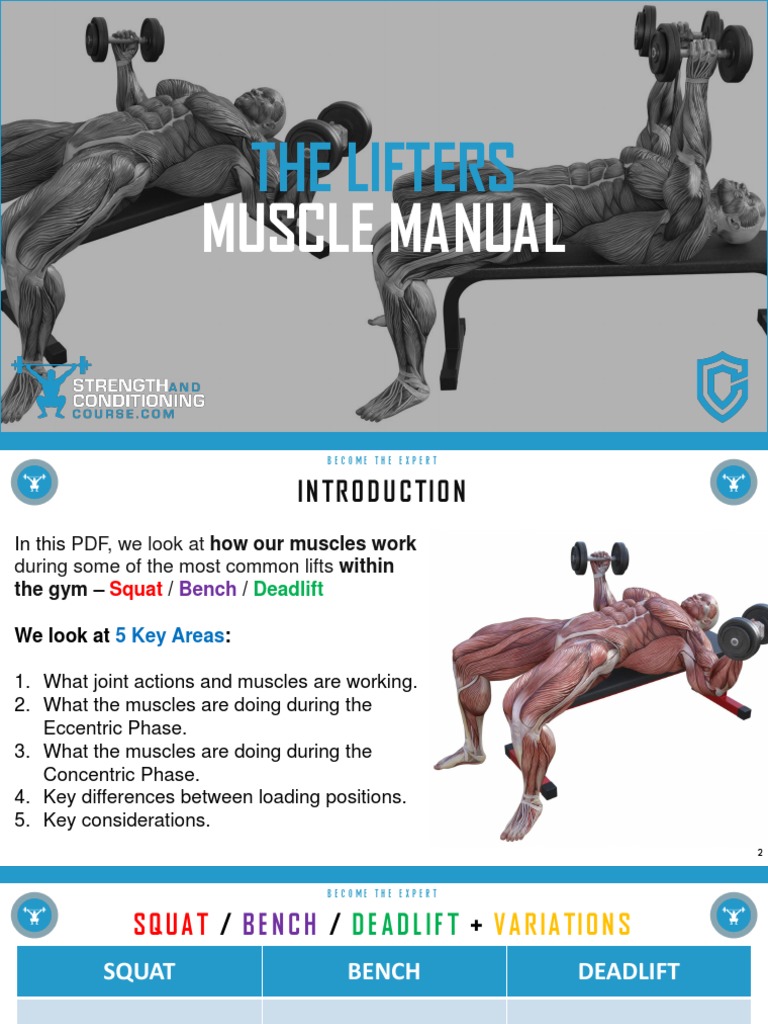 The Lifters Muscle Manual | PDF | Shoulder | Joints