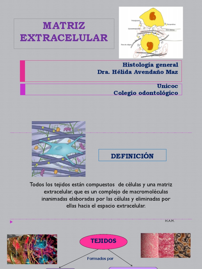 2022 Matriz Extracelular | PDF | La matriz extracelular | Tejido conectivo