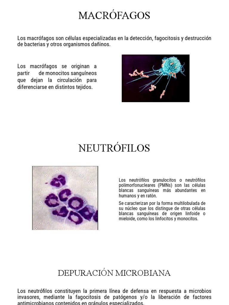 MACRÓFAGOS | PDF