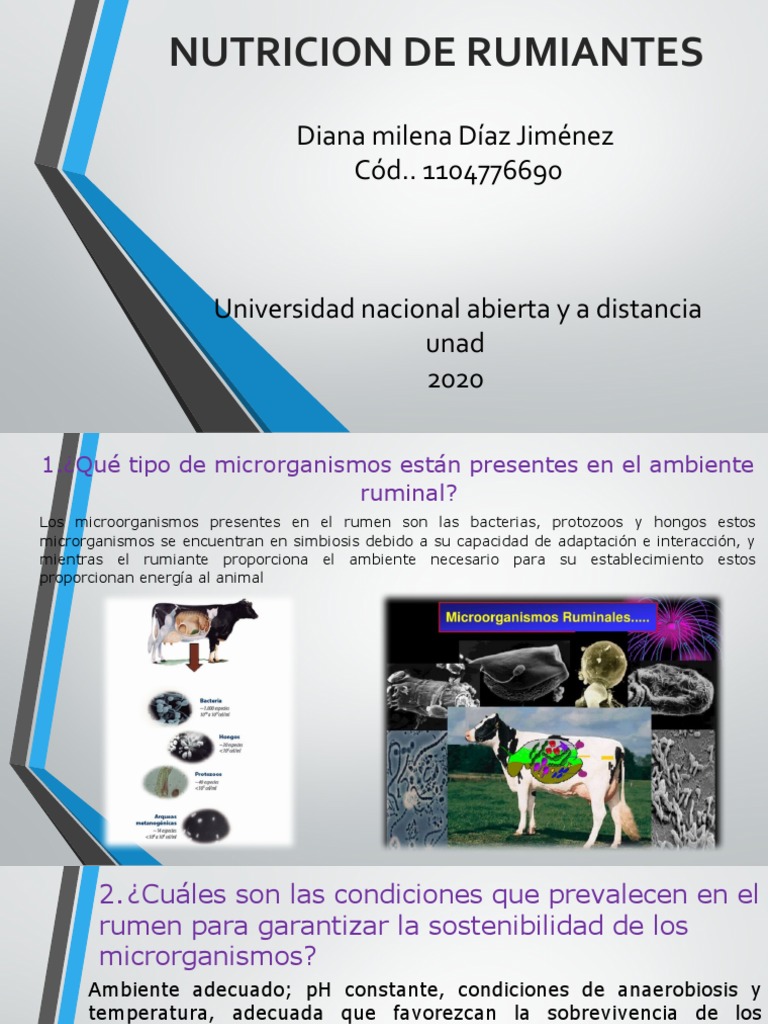 Nutrición de rumiantes: Una introducción a la digestión microbiana y ...