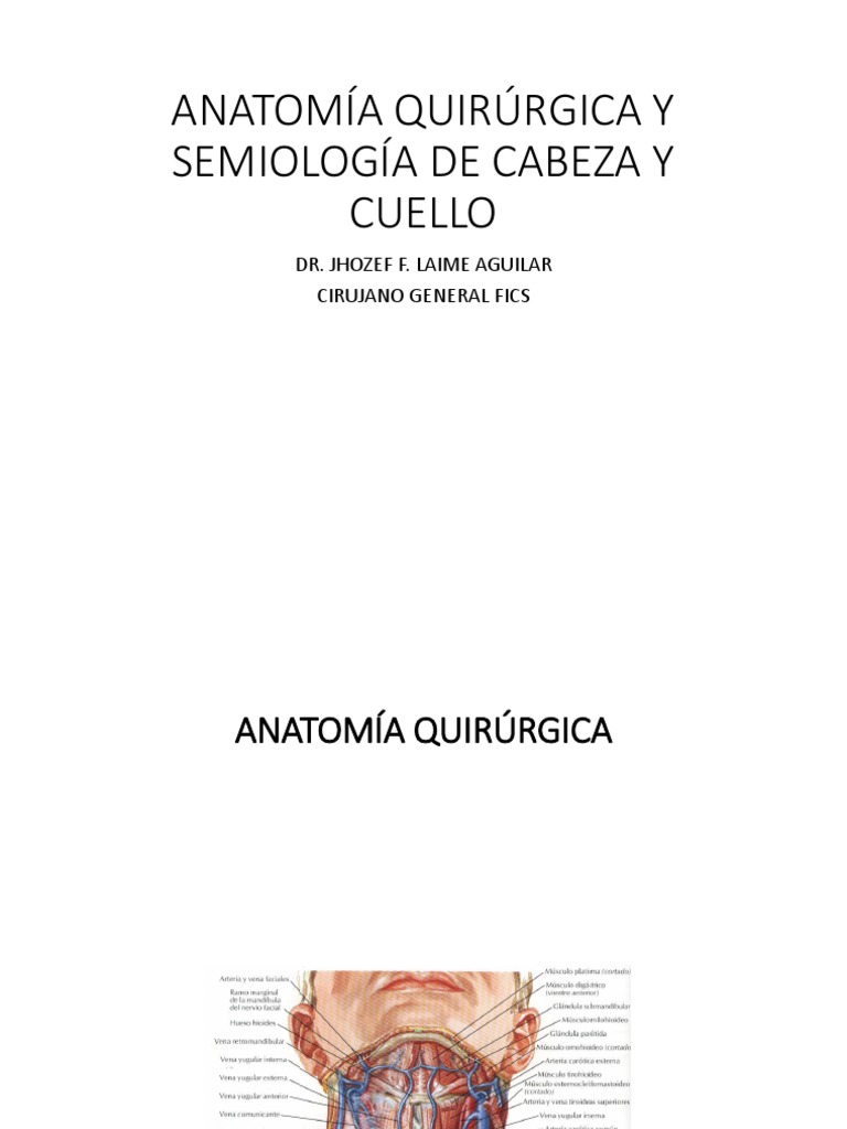 Anatomía Quirúrgica De Cabeza Y Cuello Pdf Tiroides Anatomía