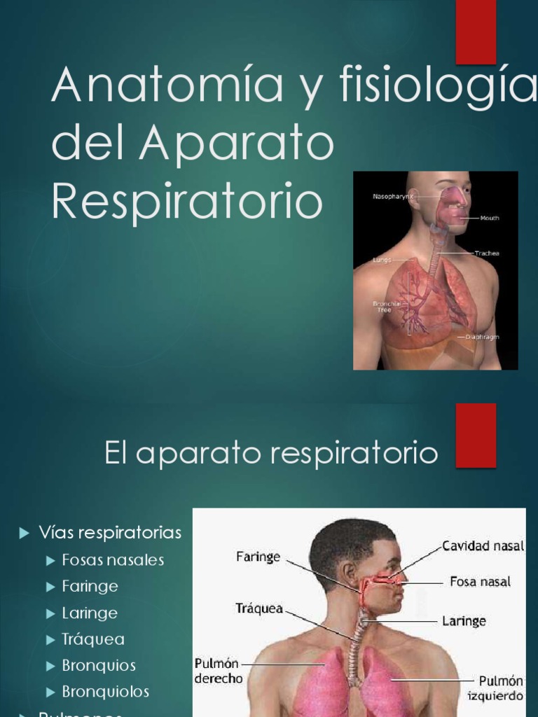 Aparato Respiratorio PDF | PDF | Pulmón | Sistema respiratorio