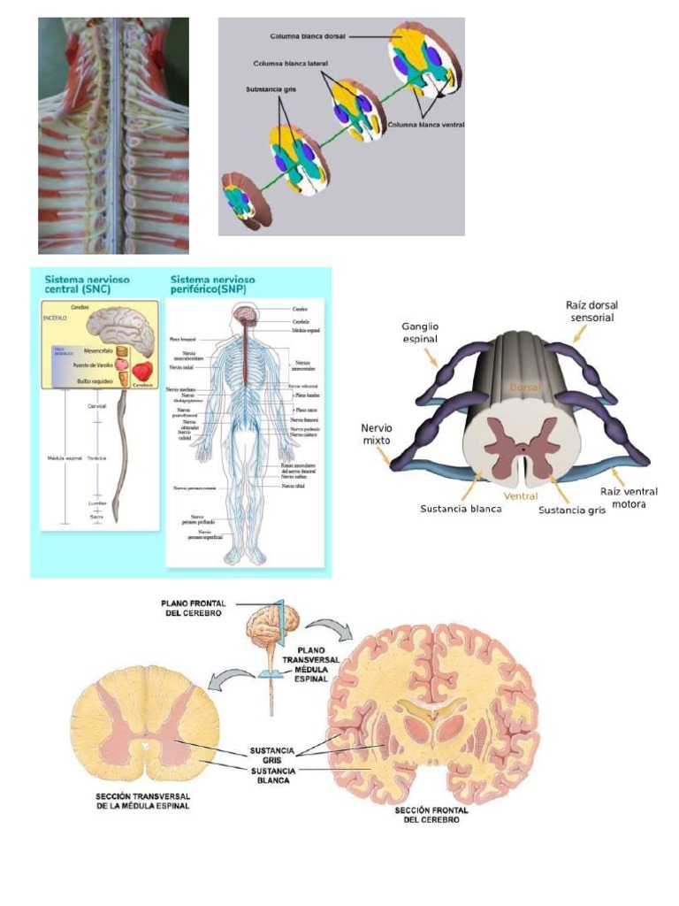 Medula Espinal | PDF