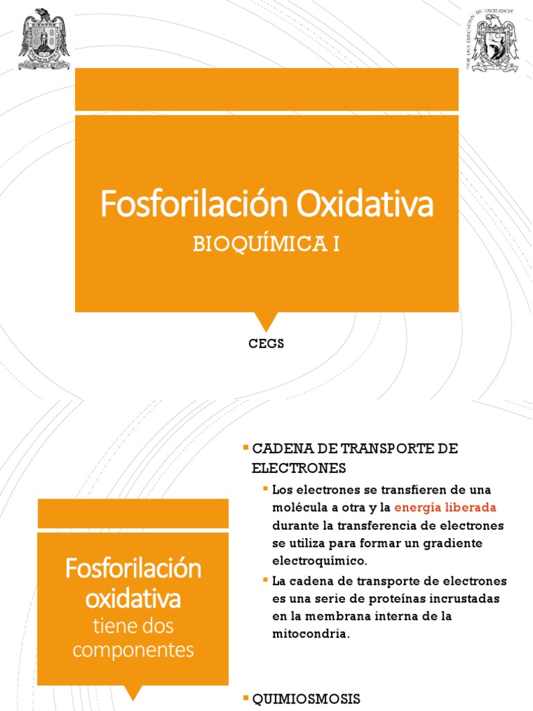 Fosforilación Oxidativa | PDF | Trifosfato de adenosina | Cadena de ...