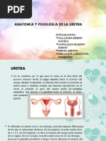 Anatomía y porciones de la uretra masculina | PDF