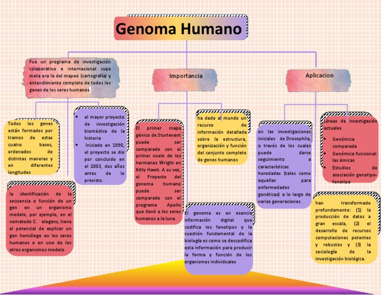 Mapa Conceptual Del Genoma Humano | PDF | Genoma | Gene