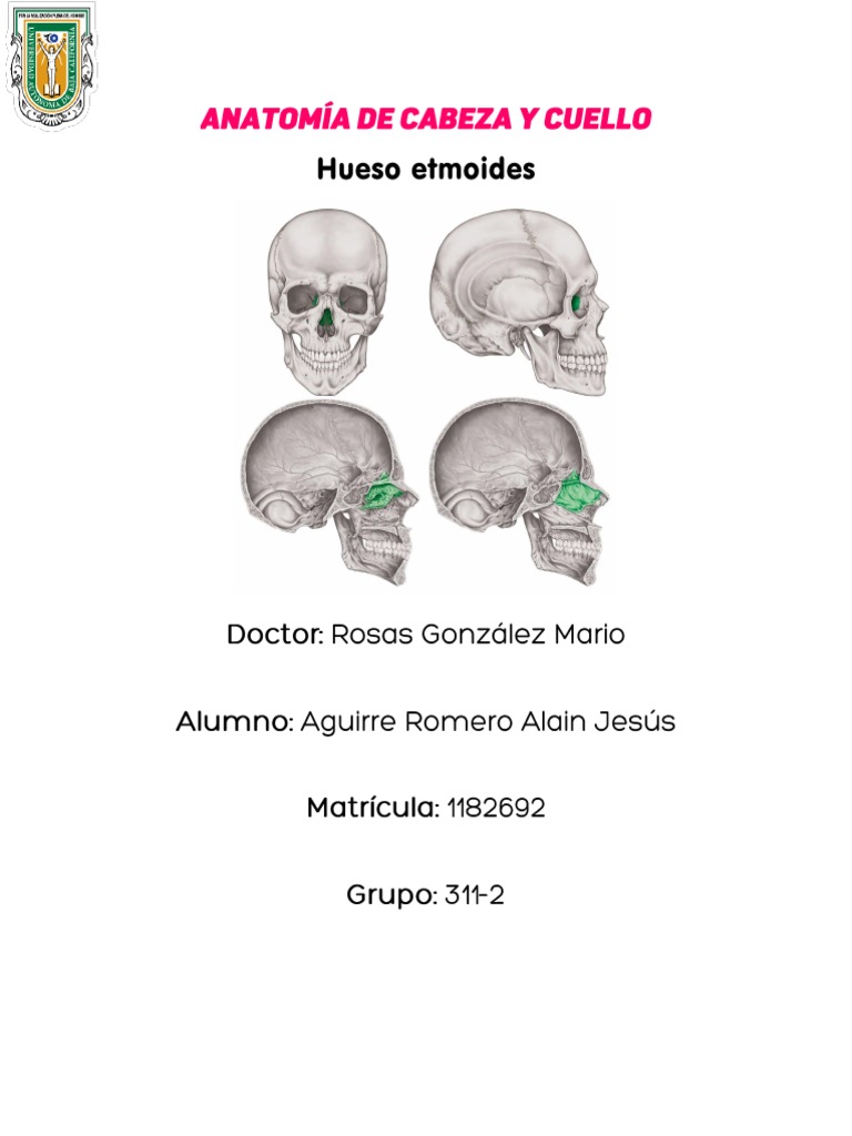 Hueso Etmoides | PDF | Anatomía humana | Cabeza y cuello humanos