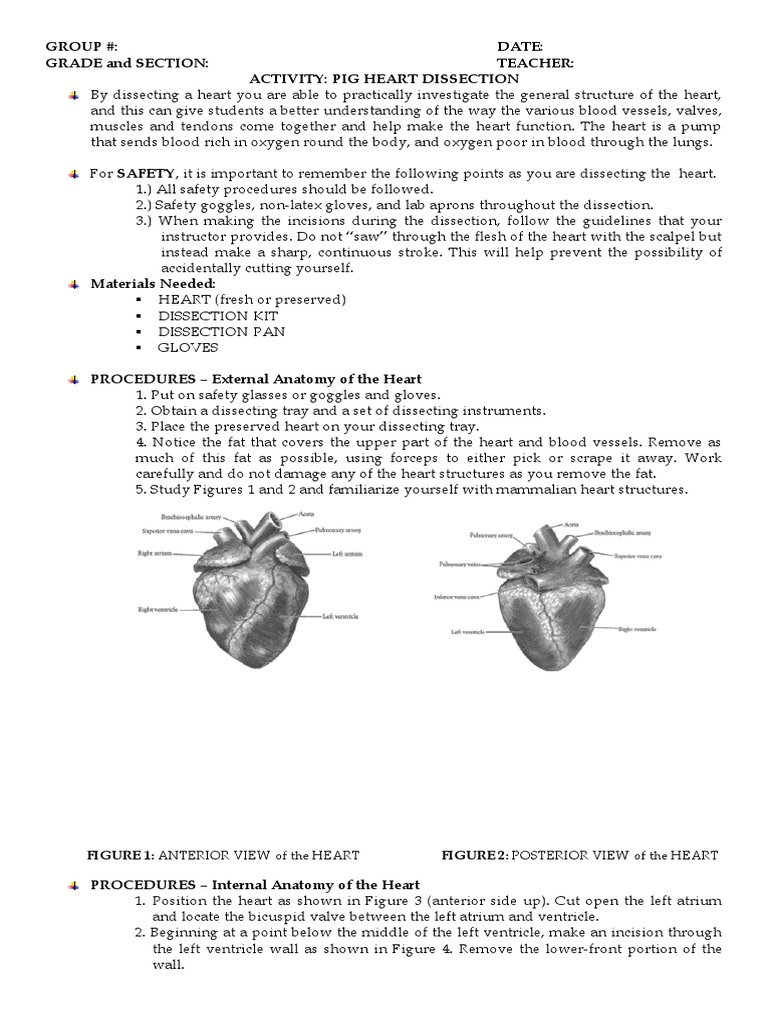 Heart Dissection - Grade 9 (Sy 2022 - 2023) | PDF | Heart Valve ...